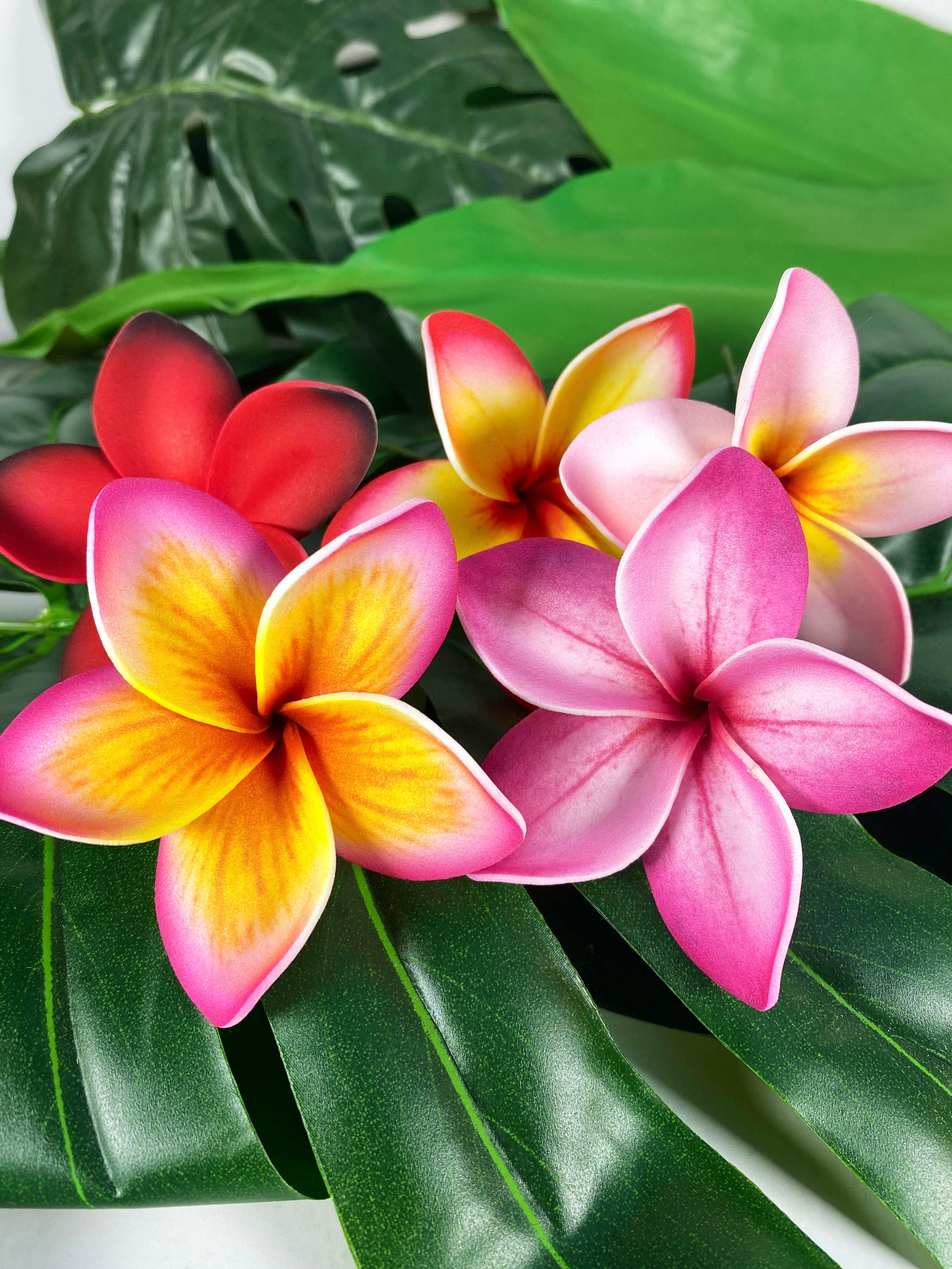 HANA MINI SEI – Panikeke